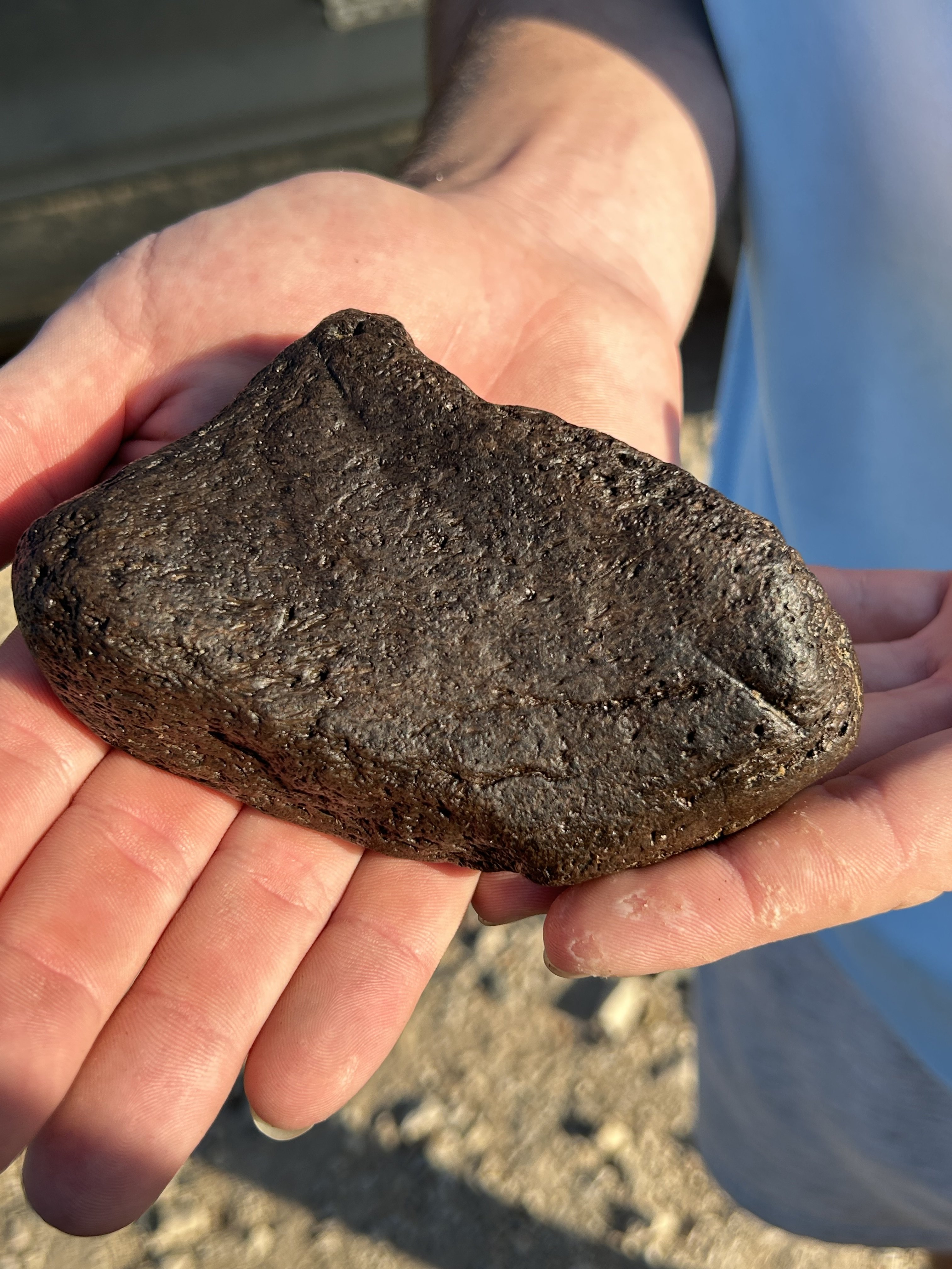 Newbie luck?? - Fossil ID - The Fossil Forum