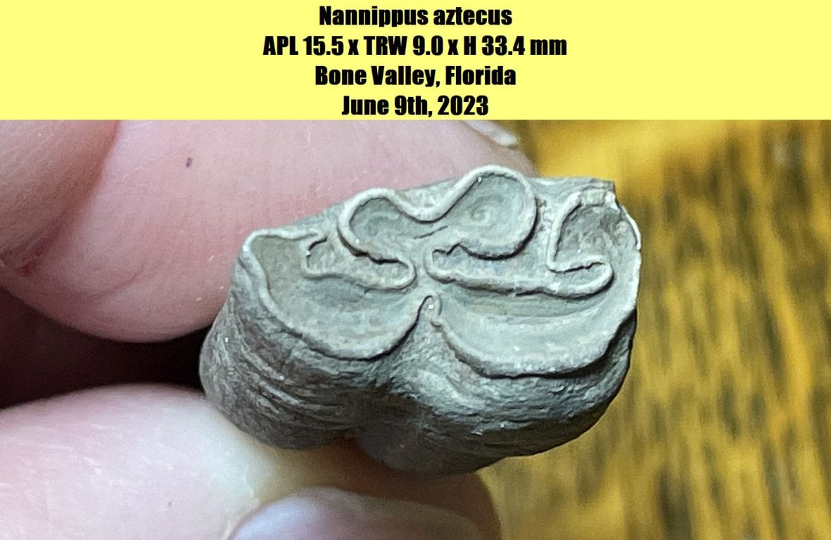 Hunting Bone Valley - Fossil ID - The Fossil Forum