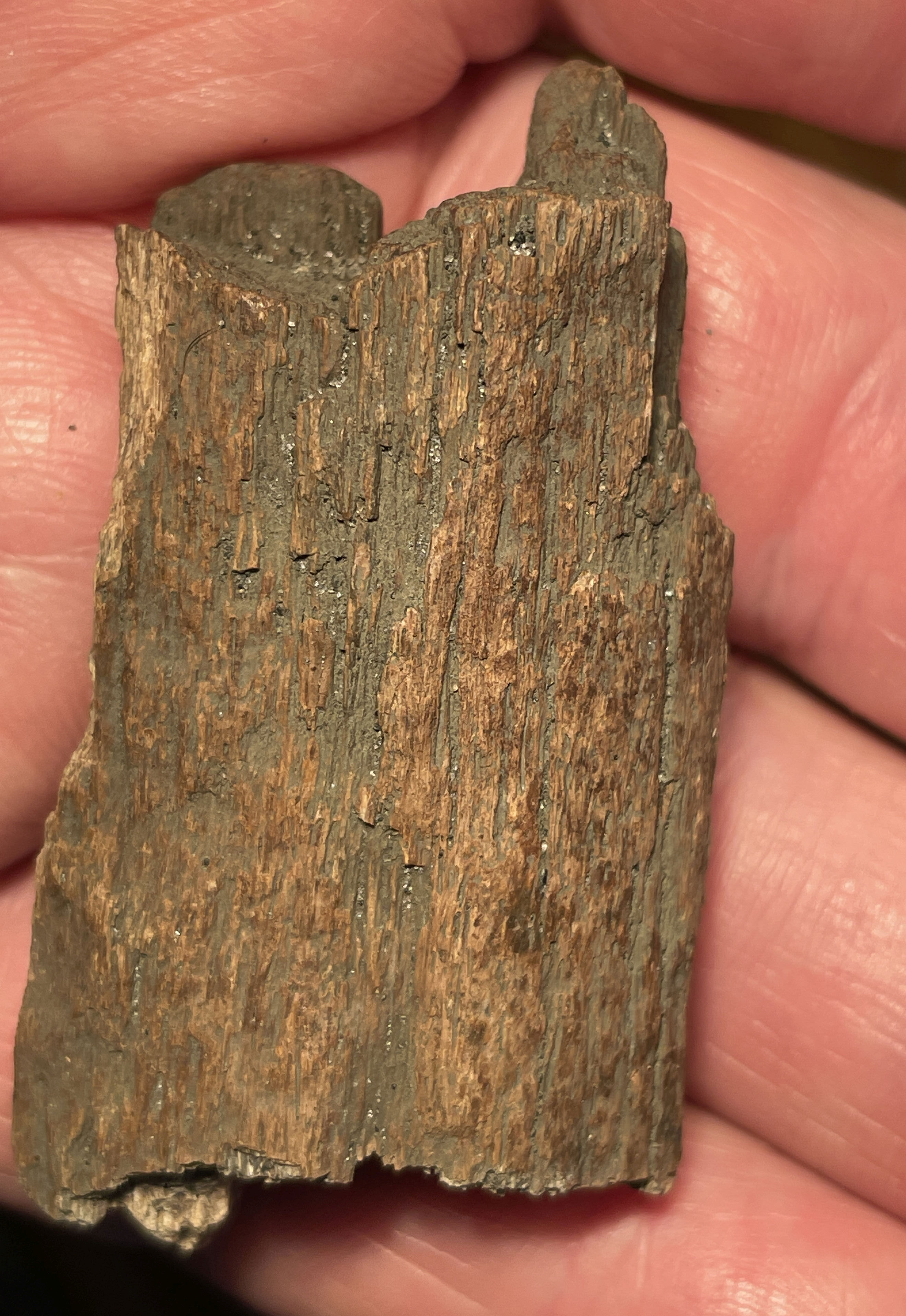 Unexpected finds and visitor - Fossil Hunting Trips - The Fossil Forum