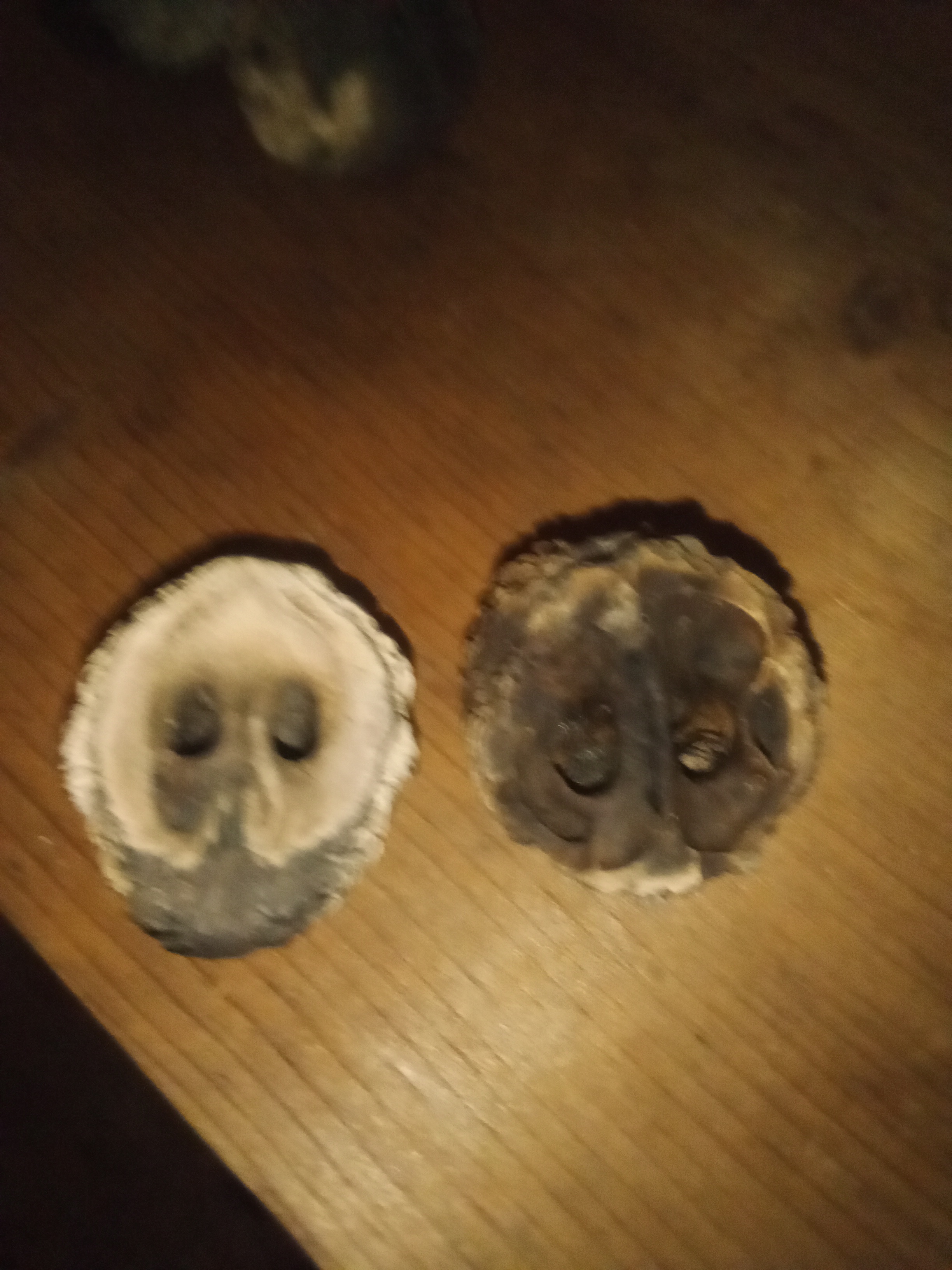 New nut here - Fossil ID - The Fossil Forum
