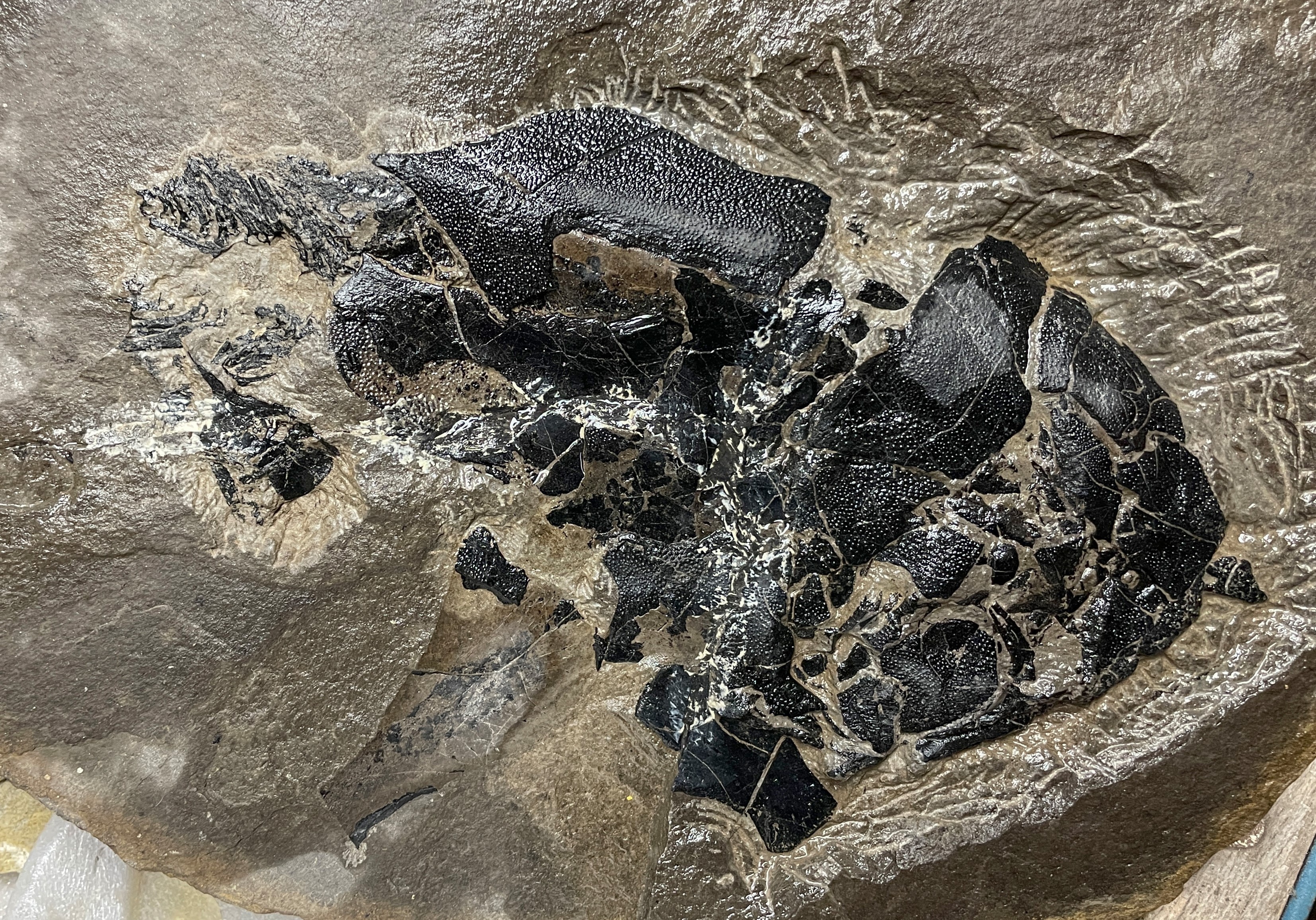 devonian fish prep - Fossil Preparation - The Fossil Forum