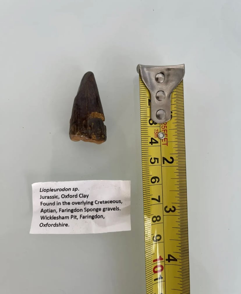 Jurassic Pliosaur Teeth from Oxford Clay - Fossil ID - The Fossil Forum