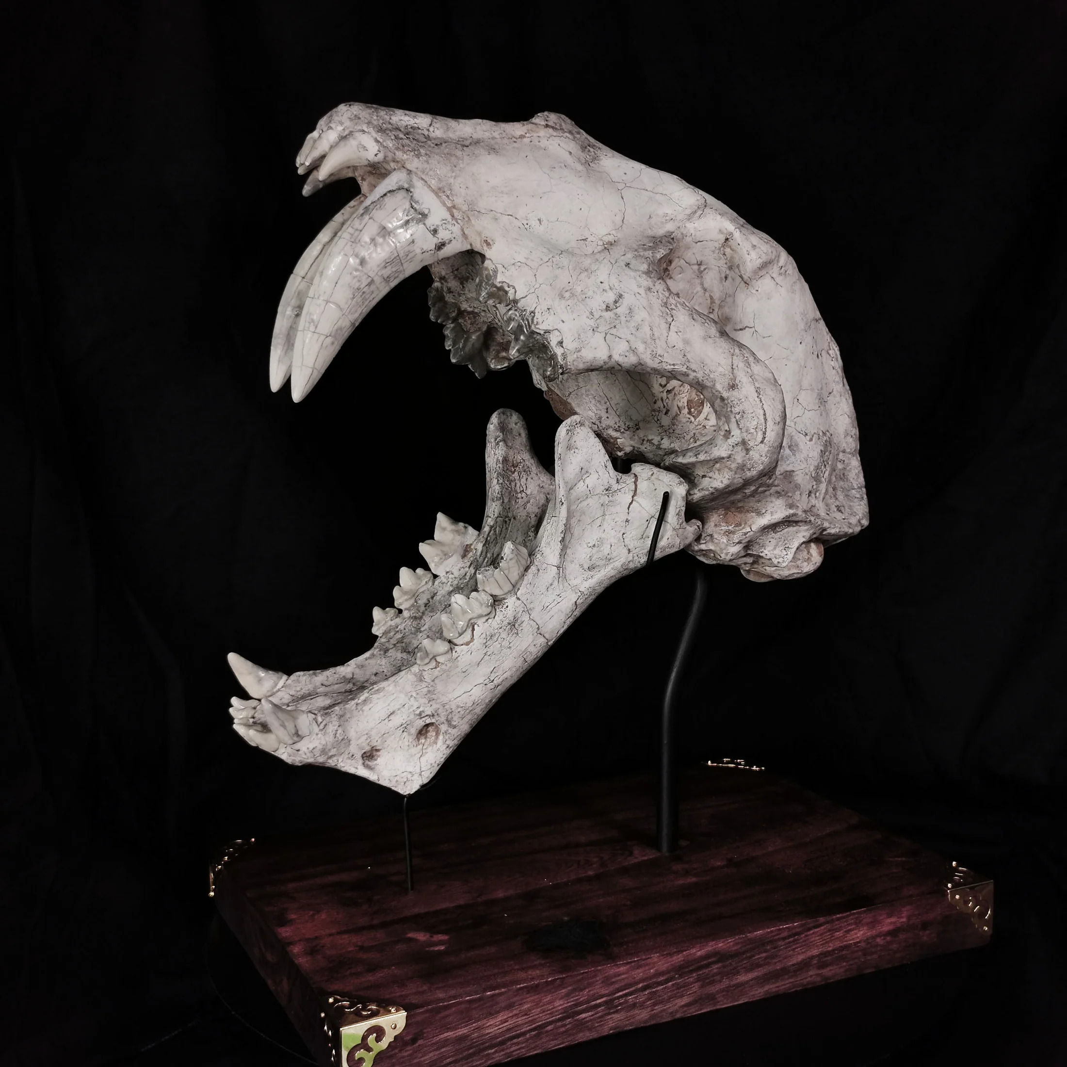 Real saber tooth skull? - Is It Real? How to Recognize Fossil ...