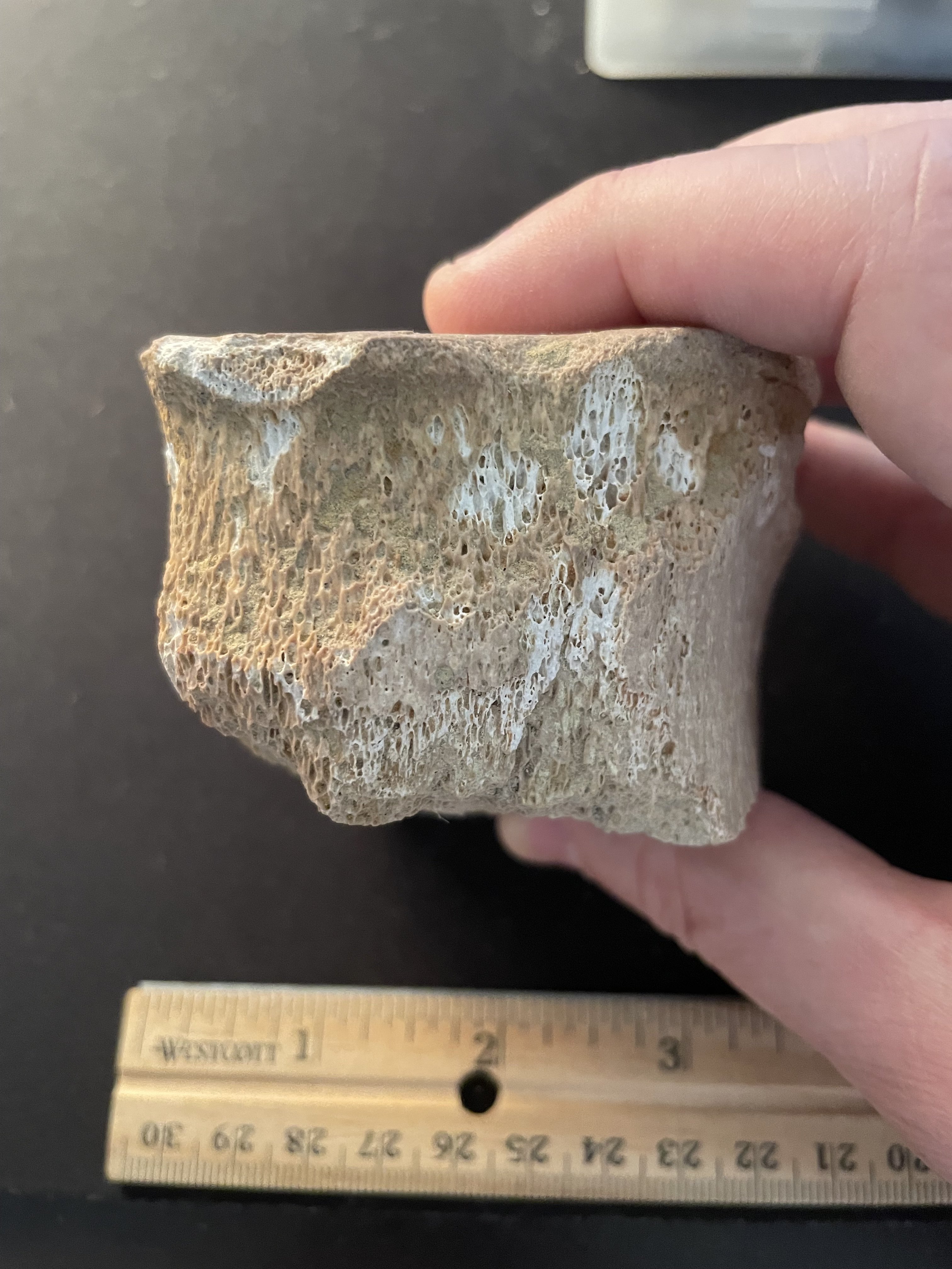Cetacean? Shark Hill bone vertabrae? - Fossil ID - The Fossil Forum