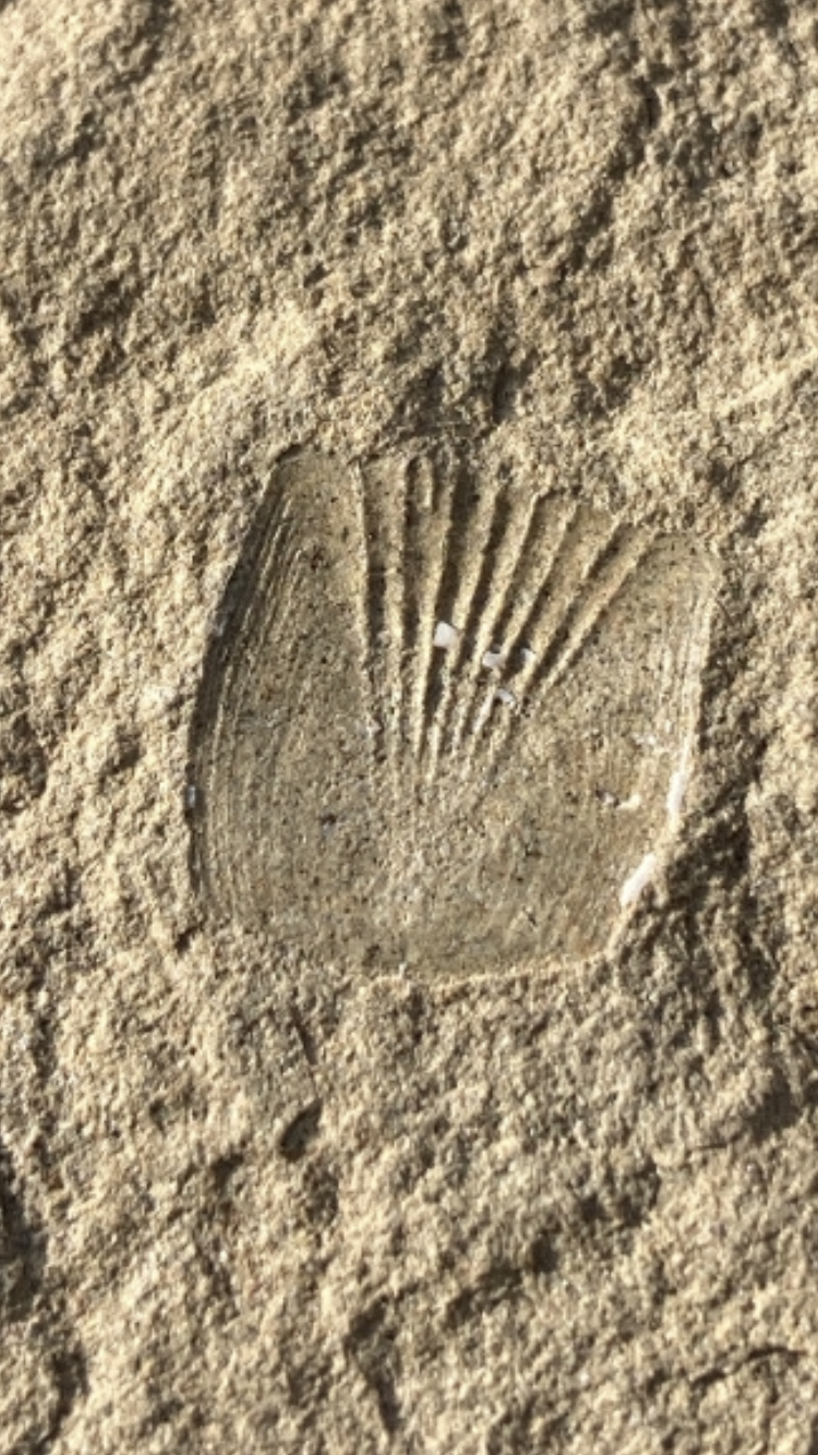 Eocene Fish Scale - Fossil ID - The Fossil Forum