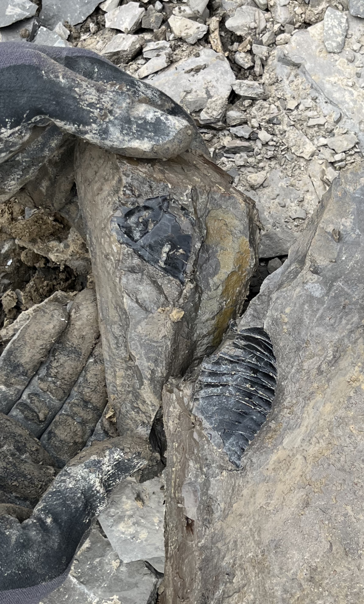 Major blunder, Rochester Shale - General Fossil Discussion - The Fossil ...