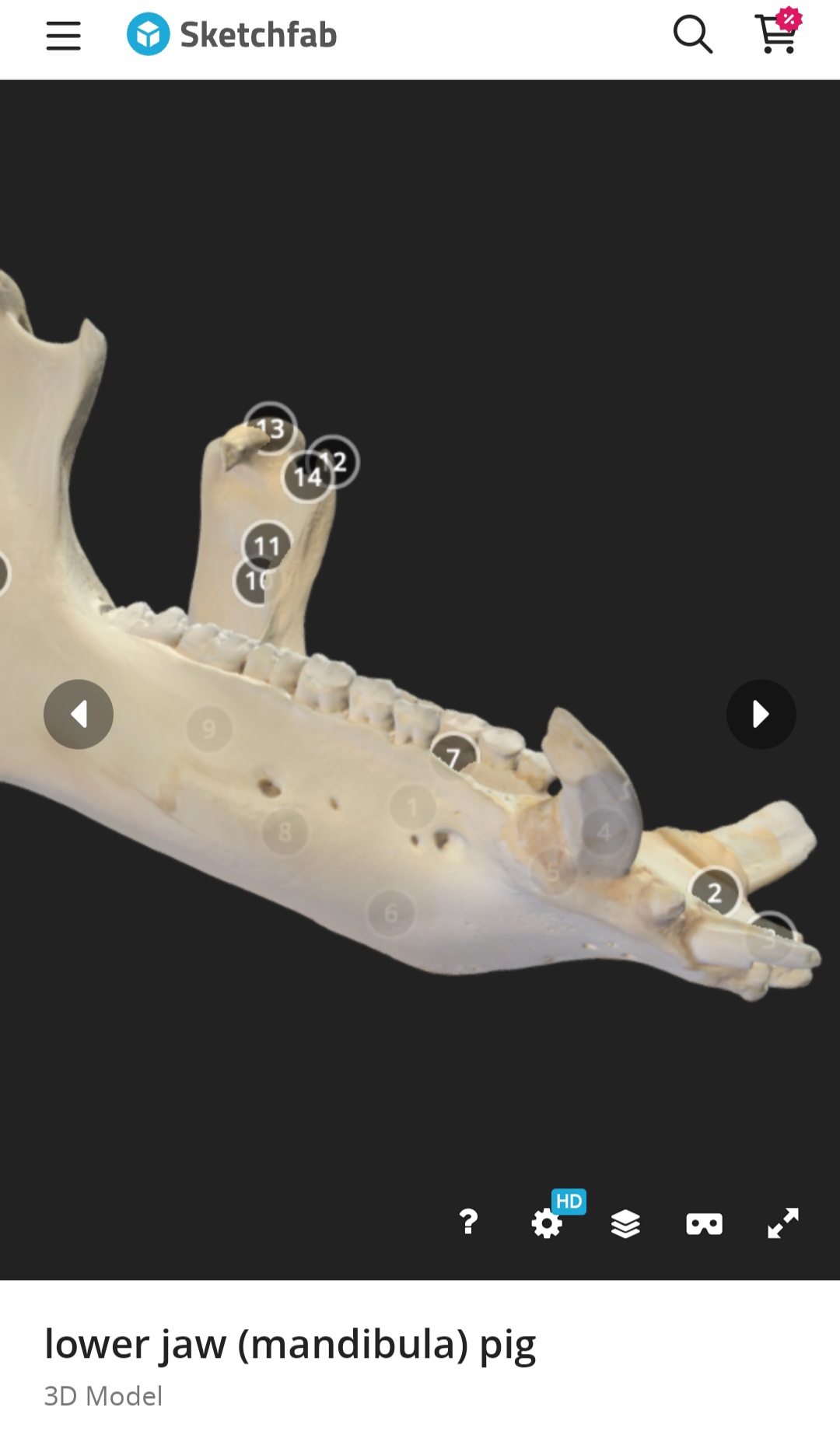 SE Texas - jaw from what? - Fossil ID - The Fossil Forum