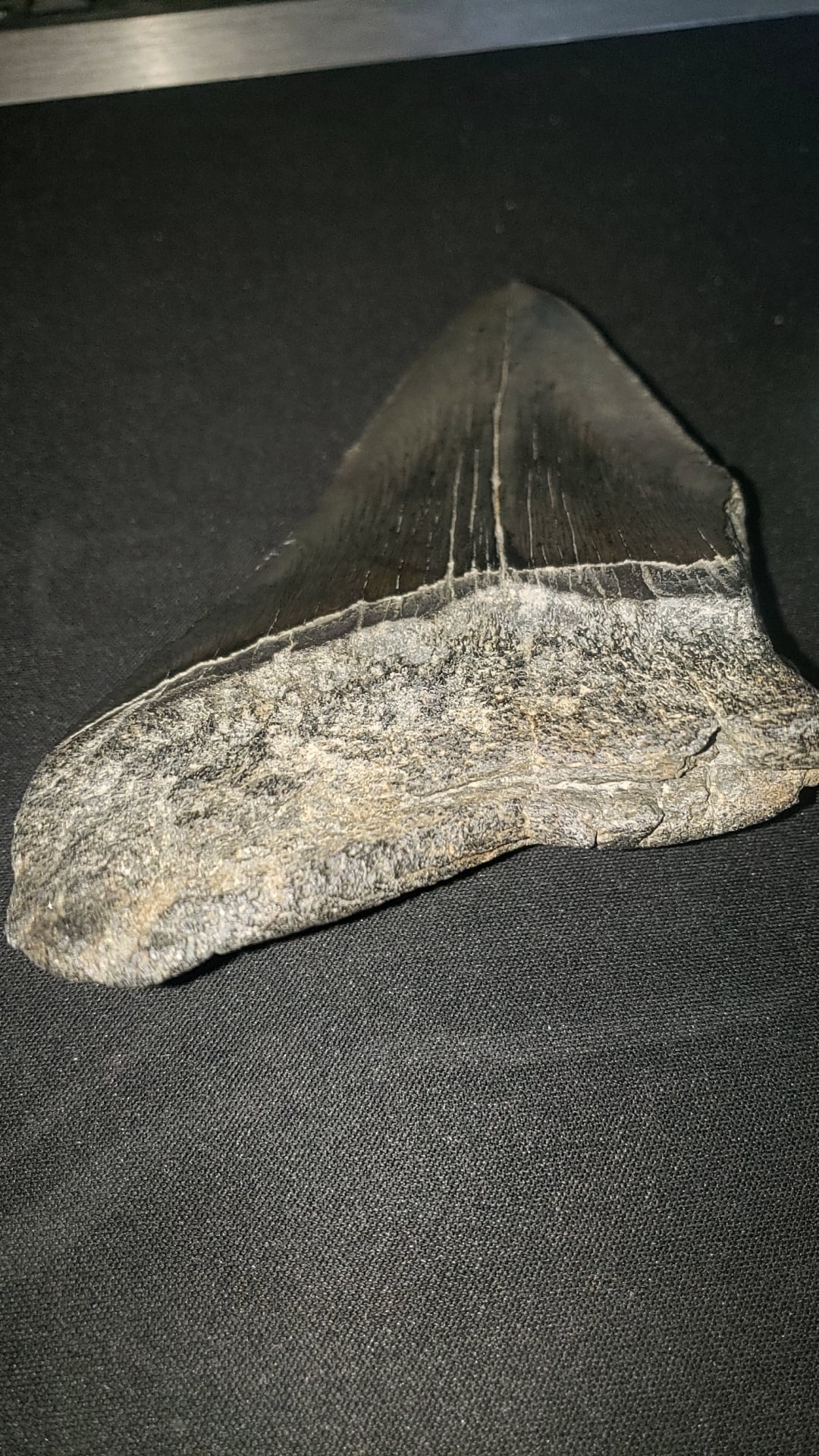 Is my meg tooth real? - Is It Real? How to Recognize Fossil ...