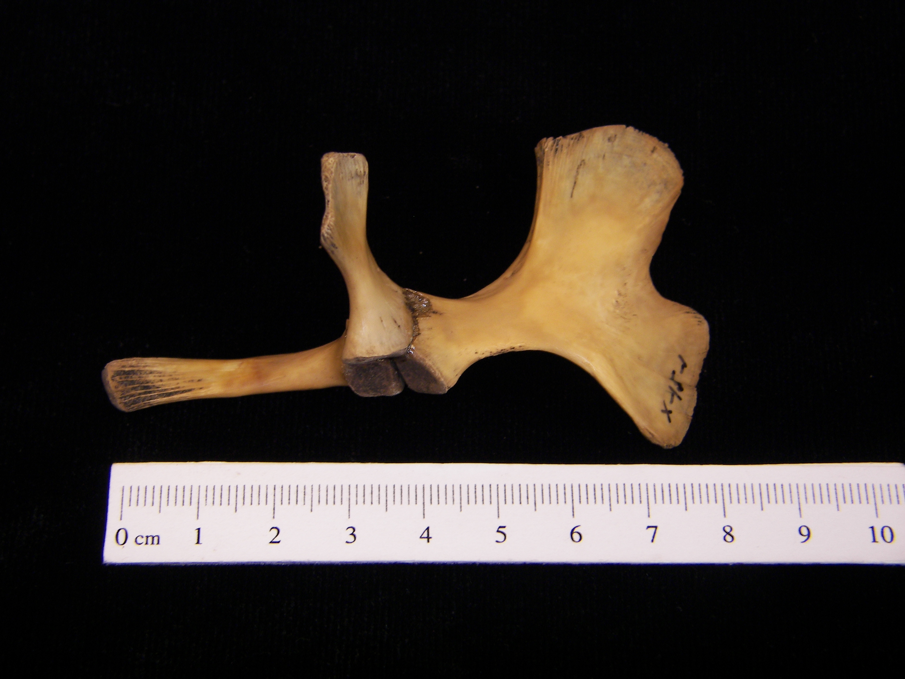 A small bone - Fossil ID - The Fossil Forum