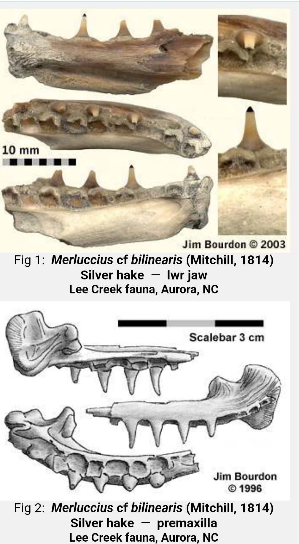 Angler fish - Fossil ID - The Fossil Forum