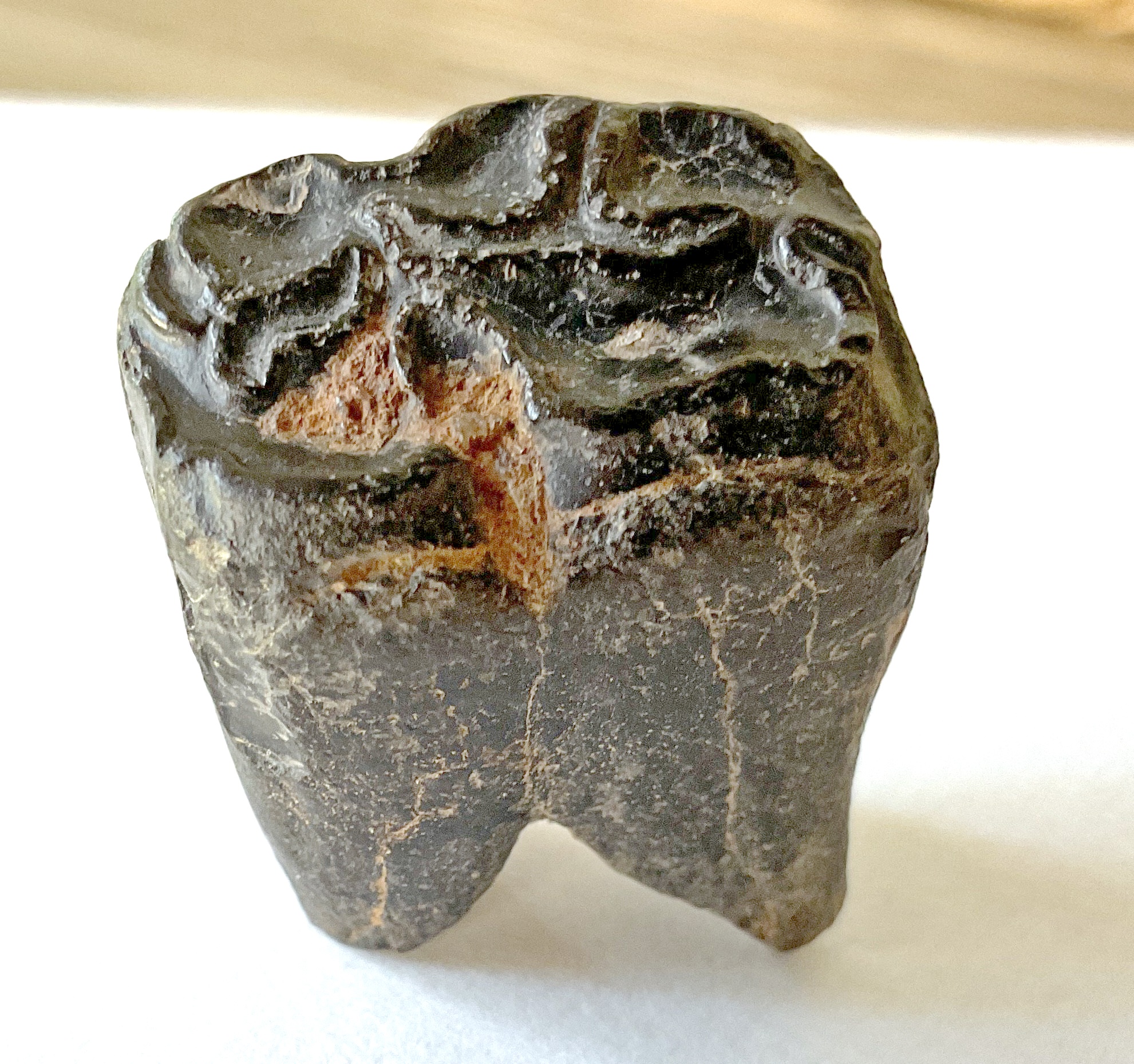 Help identify - Fossil ID - The Fossil Forum
