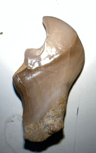 Middle eocene age micro fossils from Qatar, midra shale formation | 2 ...