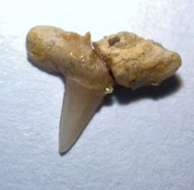 Middle eocene age micro fossils from Qatar, midra shale formation | 2 ...