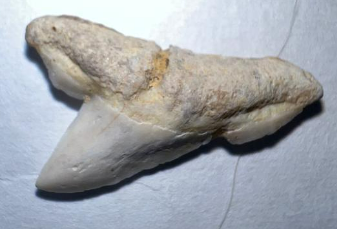Middle eocene age micro fossils from Qatar, midra shale formation | 2 ...