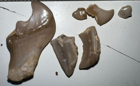 Middle eocene age micro fossils from Qatar, midra shale formation | 2 ...