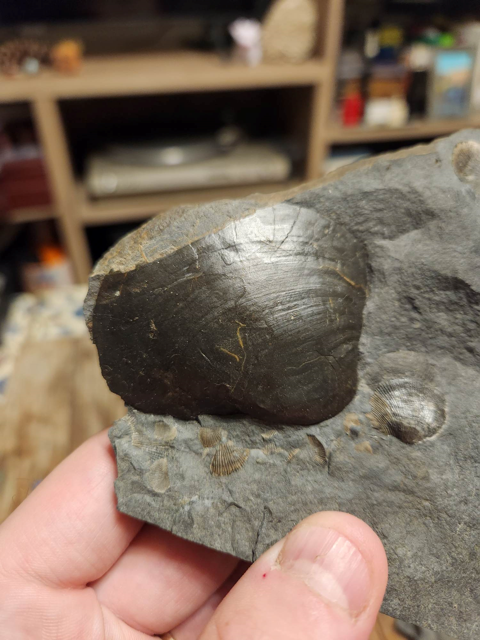 Dig with the Experts, Deep Springs Road, Aurora Fossil Festival ...
