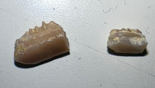 Middle eocene age micro fossils from Qatar, midra shale formation | 2 ...
