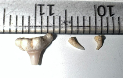 Middle eocene age micro fossils from Qatar, midra shale formation | 2 ...