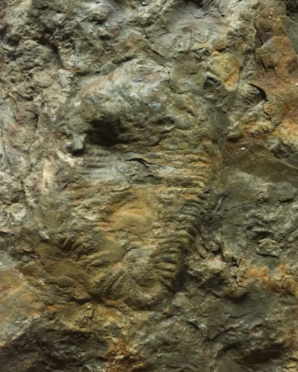 Dalmanites ID - Fossil ID - The Fossil Forum