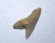 Middle eocene age micro fossils from Qatar, midra shale formation | 2 ...