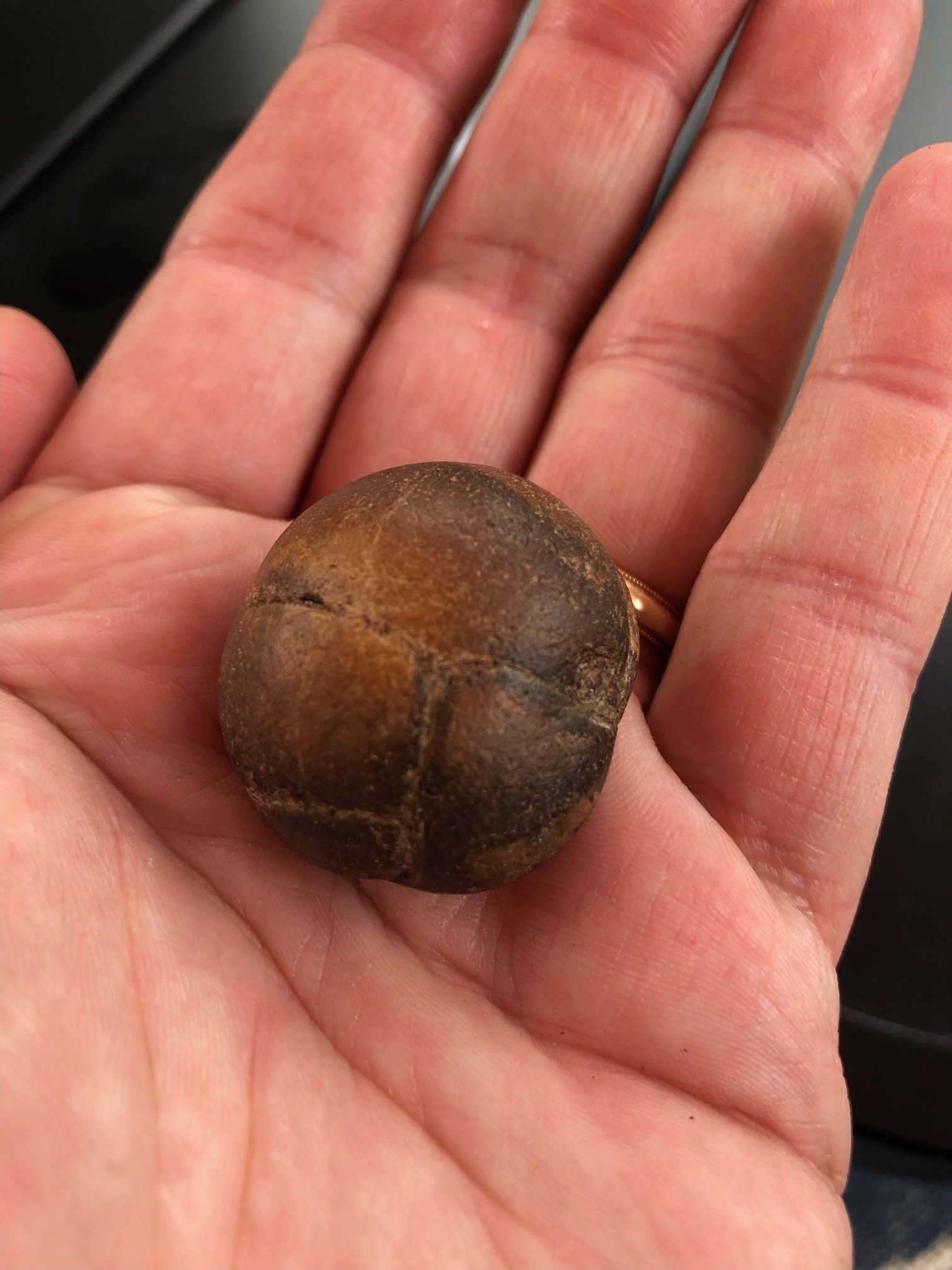 Curious if this could be a petrified / fossilized acorn or chestnut ...