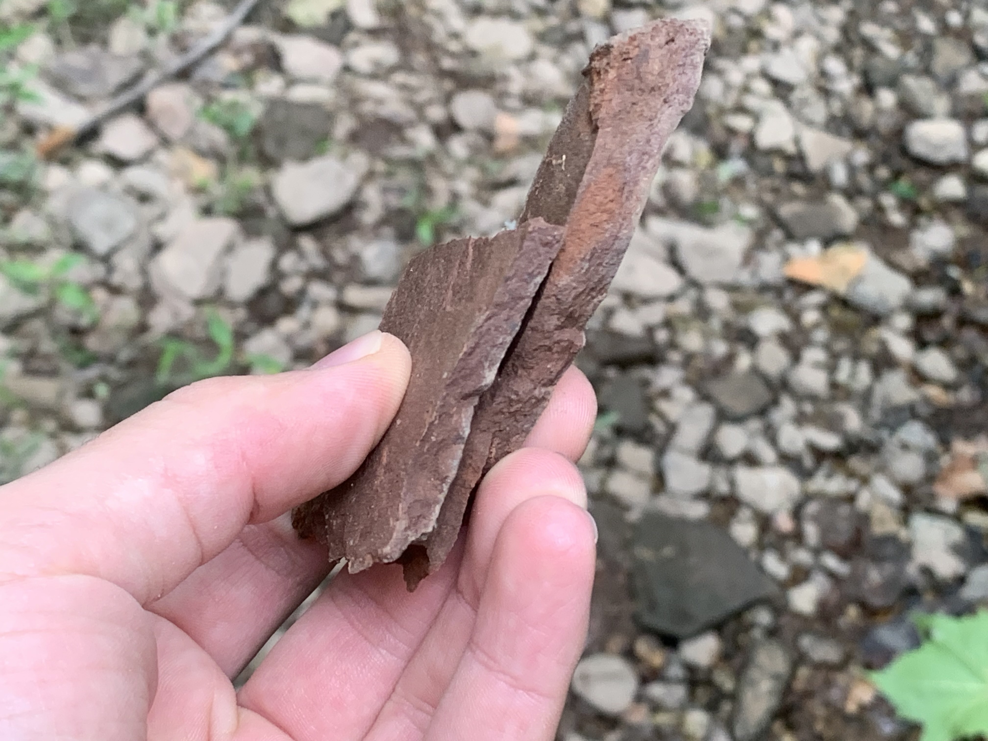 Exploring the Potomac Group - Fossil Hunting Trips - The Fossil Forum