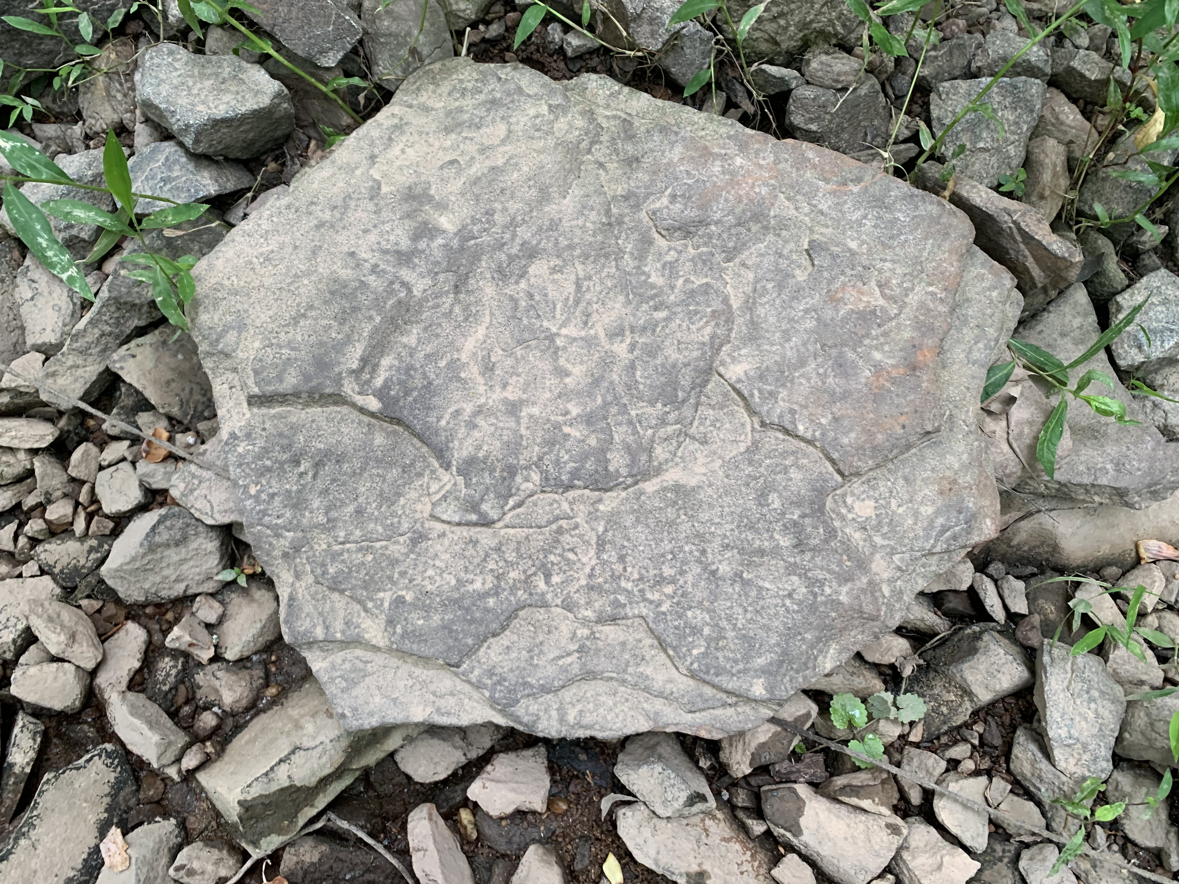 Exploring the Potomac Group - Fossil Hunting Trips - The Fossil Forum