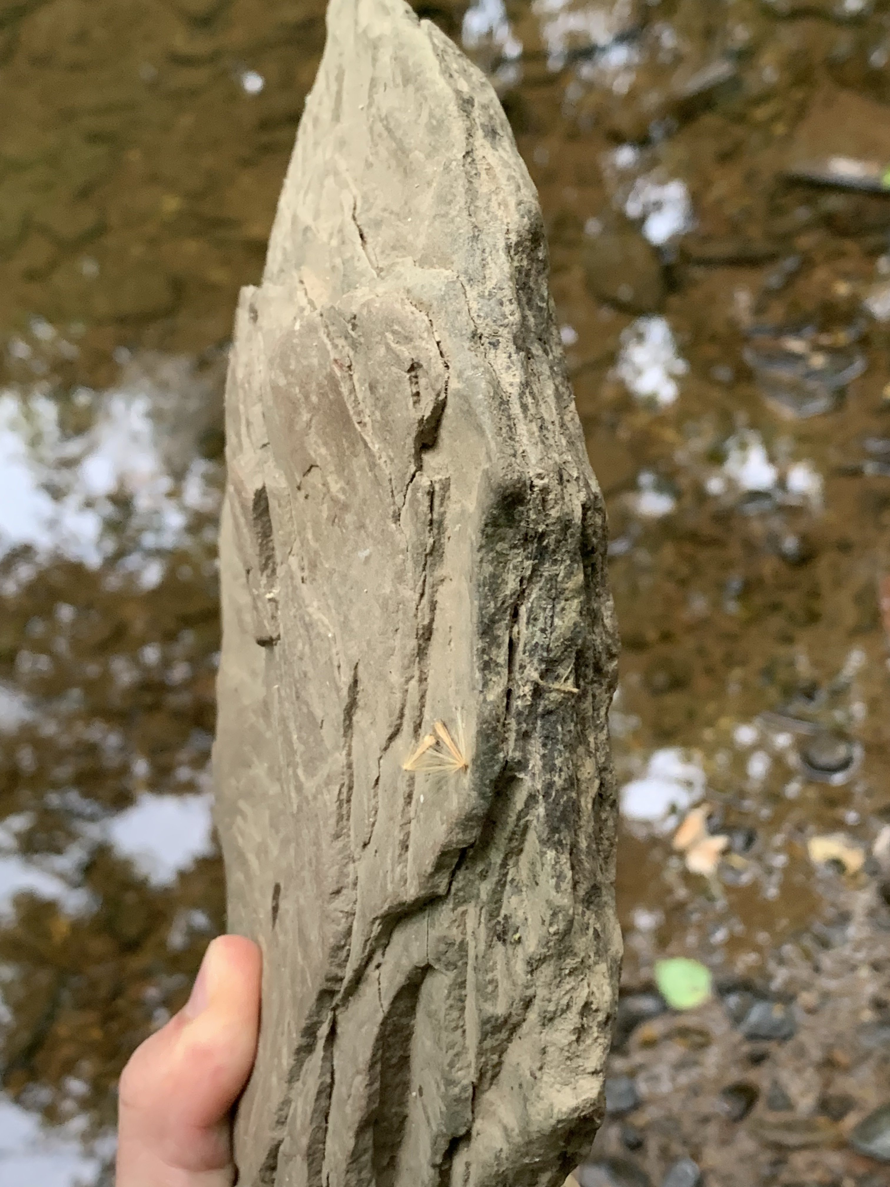 Exploring the Potomac Group - Fossil Hunting Trips - The Fossil Forum