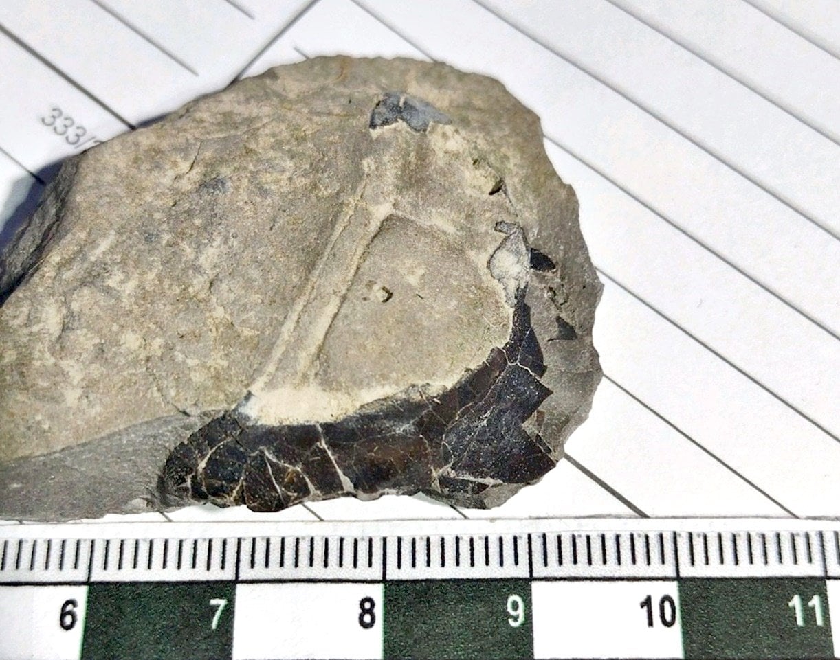 Trimerus oblique angle image - Member Collections - The Fossil Forum
