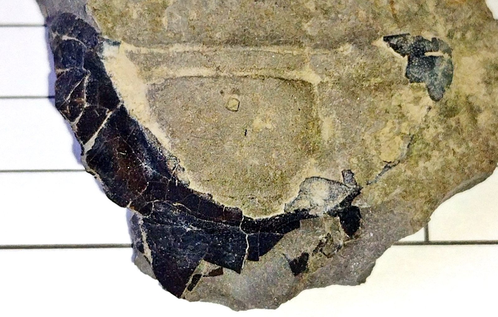 Trimerus cephalon - Member Collections - The Fossil Forum
