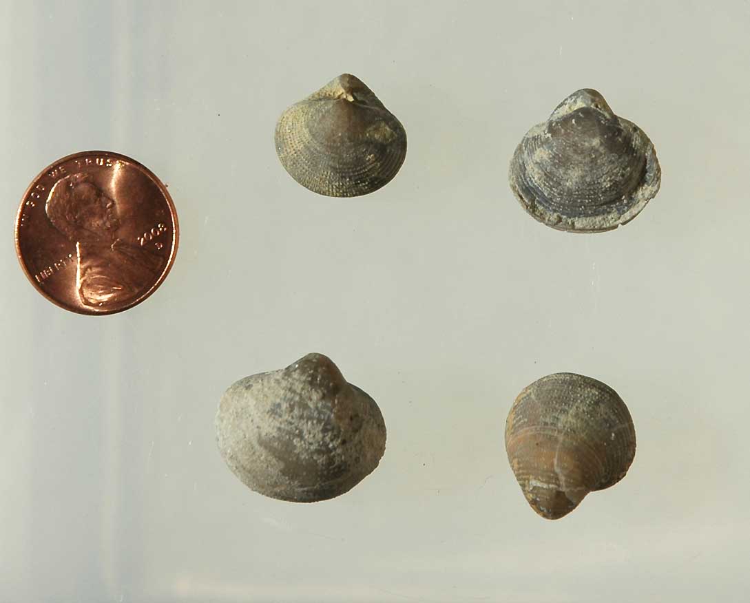 Phricodothyris? Brachiopod ID - Fossil ID - The Fossil Forum