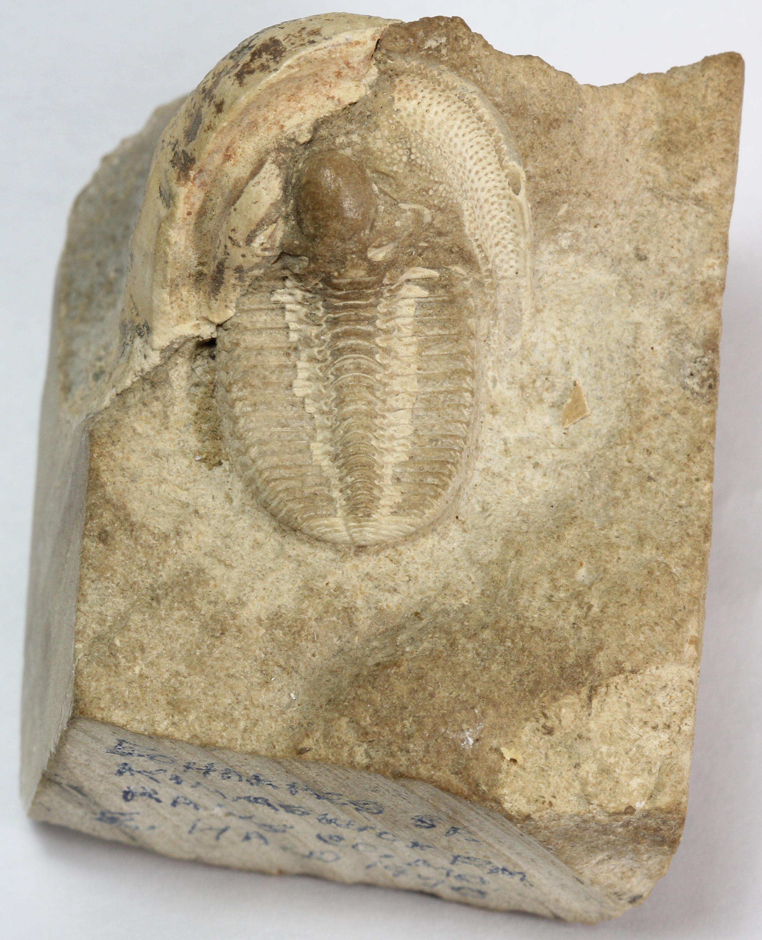 Eoharpes ottawaensis, Billings - Fossil ID - The Fossil Forum