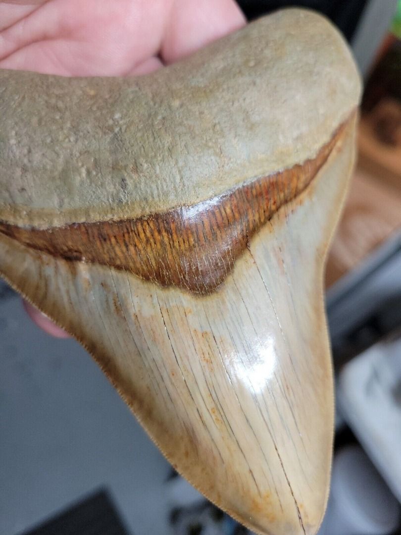 Advice needed on Meg tooth - Is It Real? How to Recognize Fossil ...