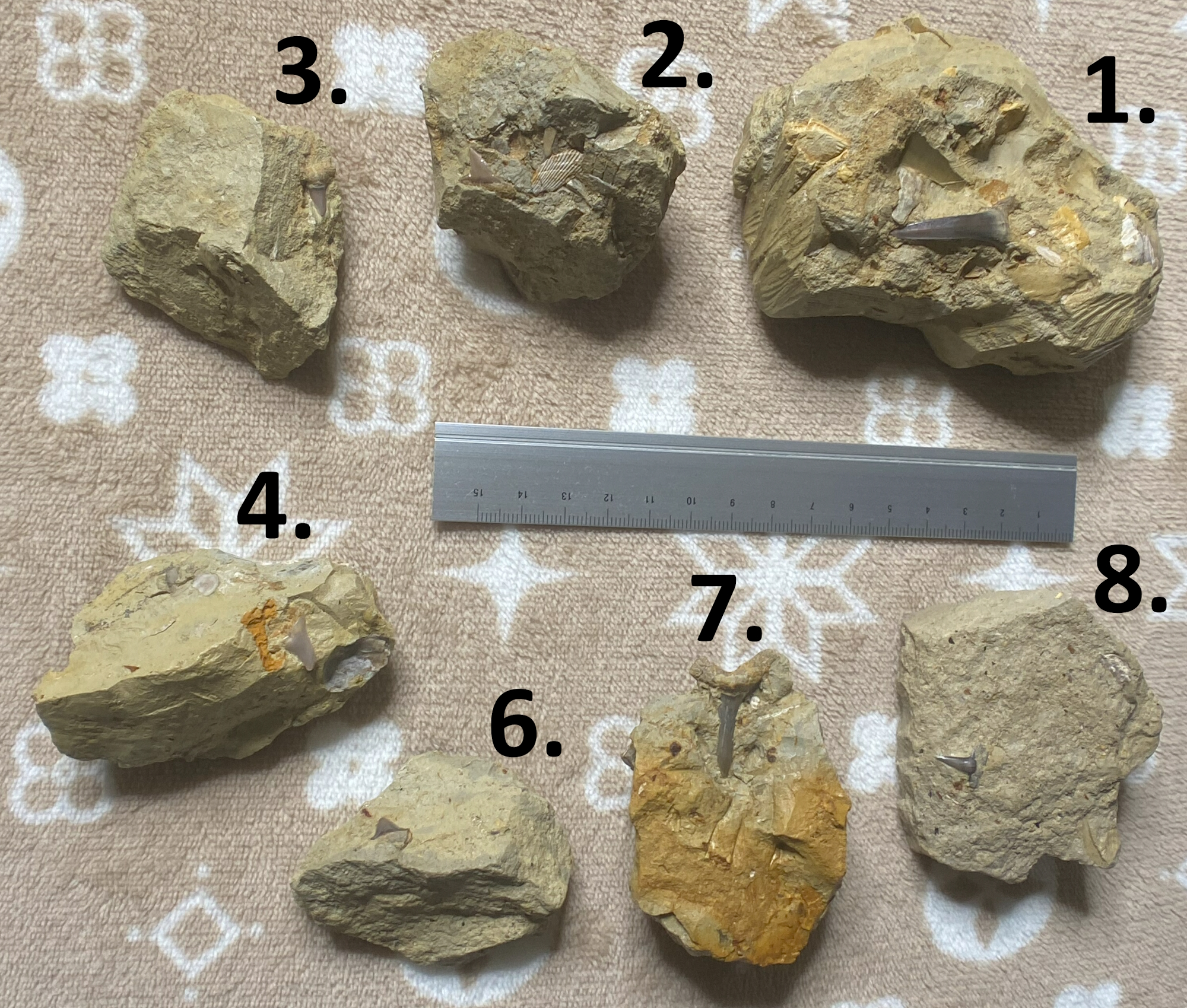 What formation and ID for Miocene (?) aged Moroccan shark teeth ...