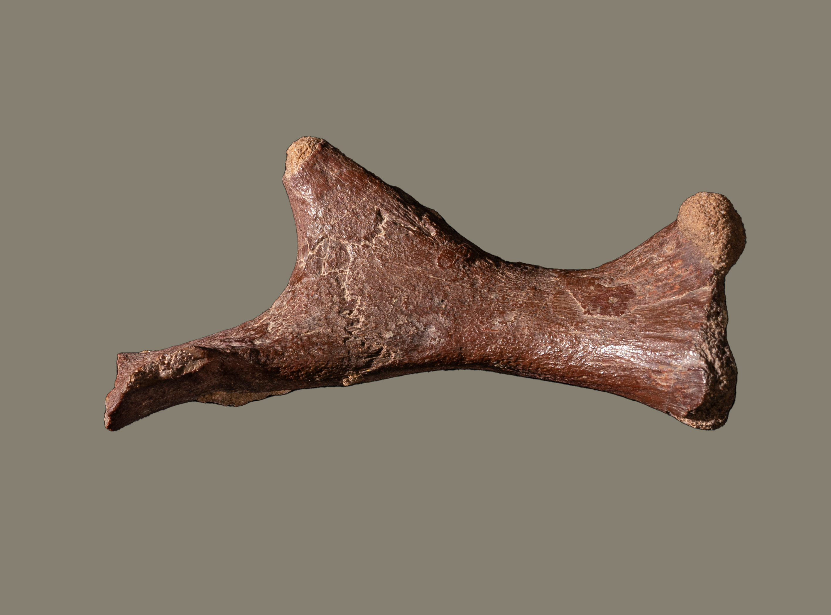 Dinosaur bone ID - Fossil ID - The Fossil Forum