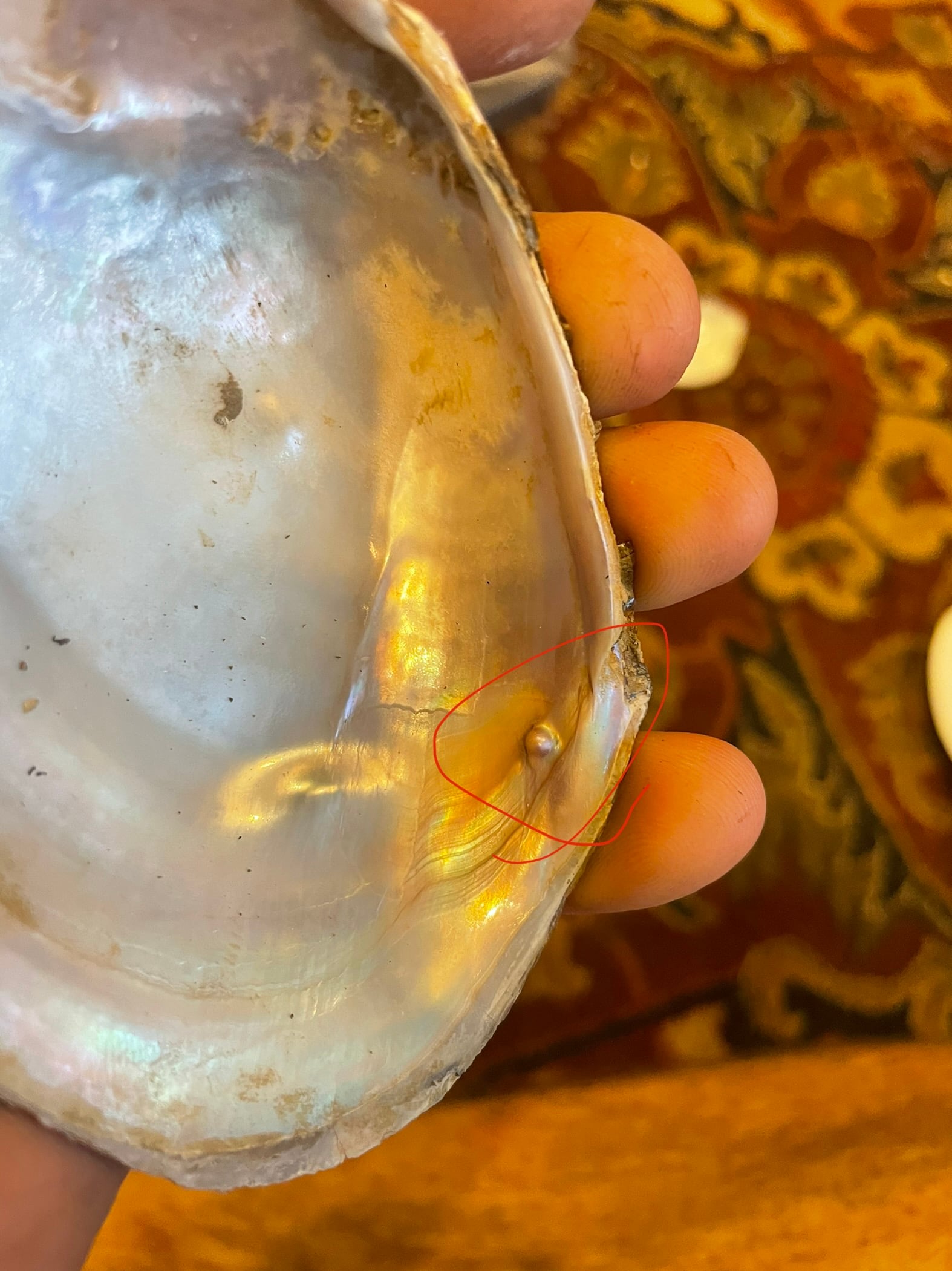 Texas river blister pearls finds examples - Rocks & Minerals - The ...