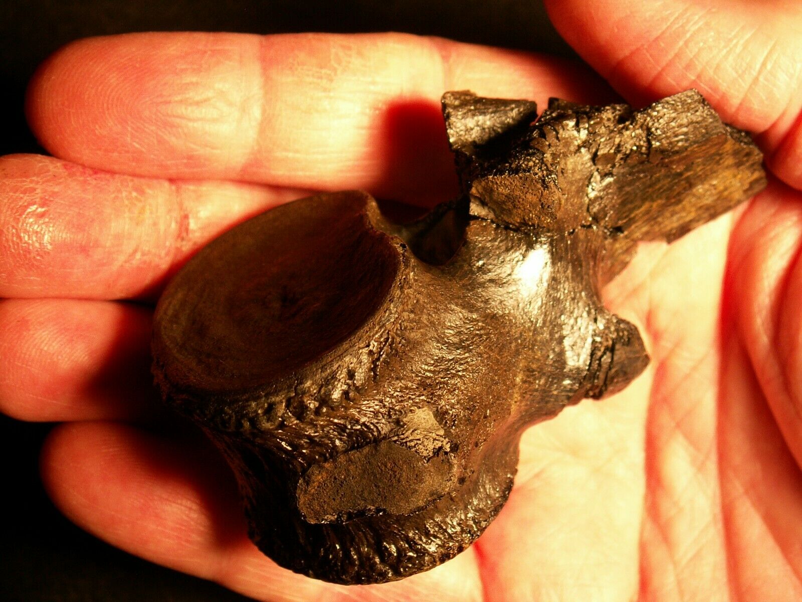 Mosasaur? - Fossil ID - The Fossil Forum