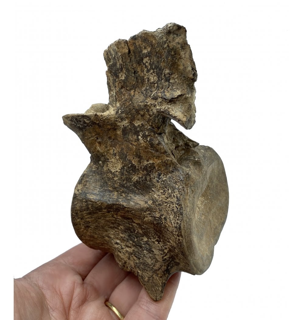 Mosasaur? - Fossil ID - The Fossil Forum