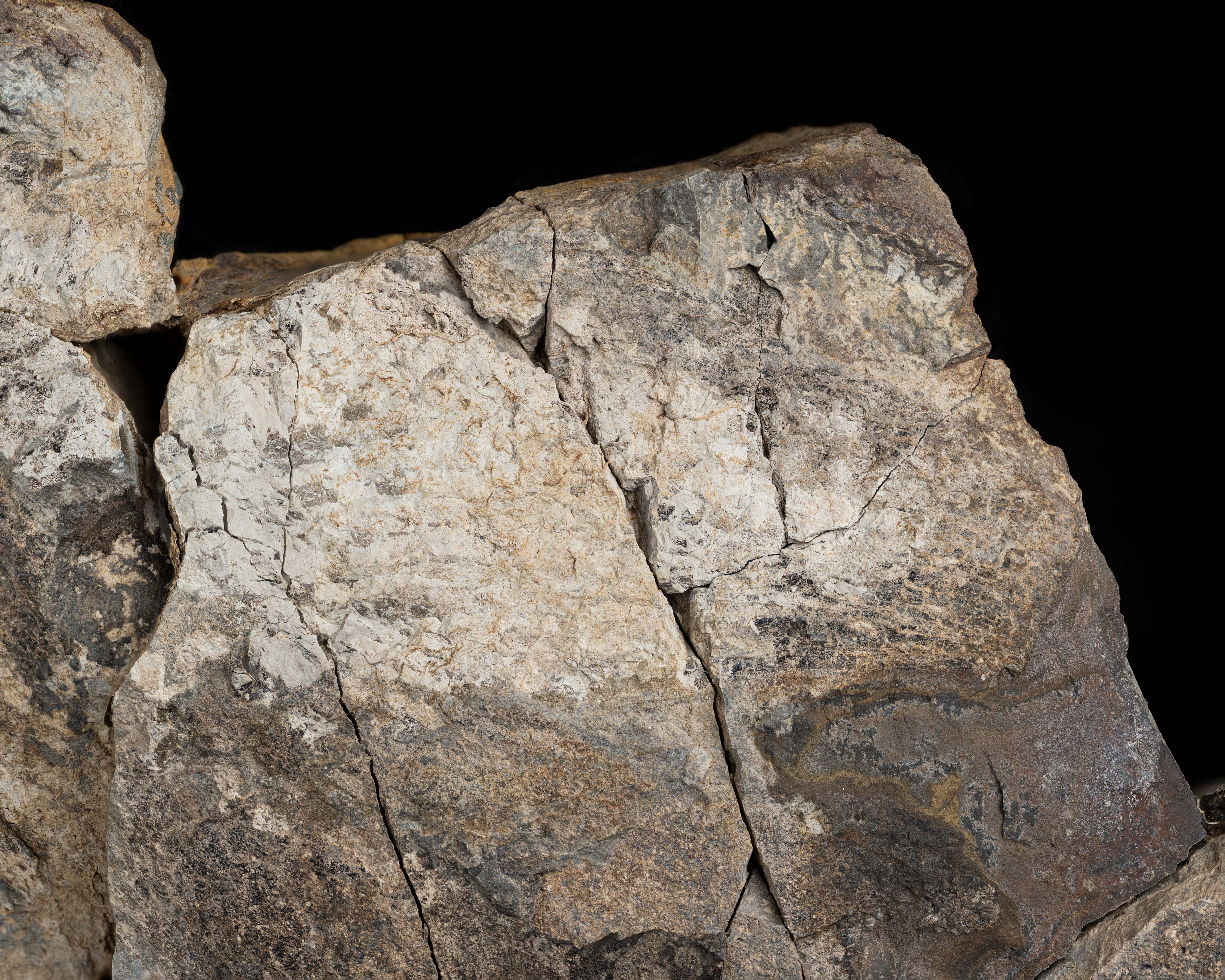Large Triassic fish from Sydney - Fossil ID - The Fossil Forum