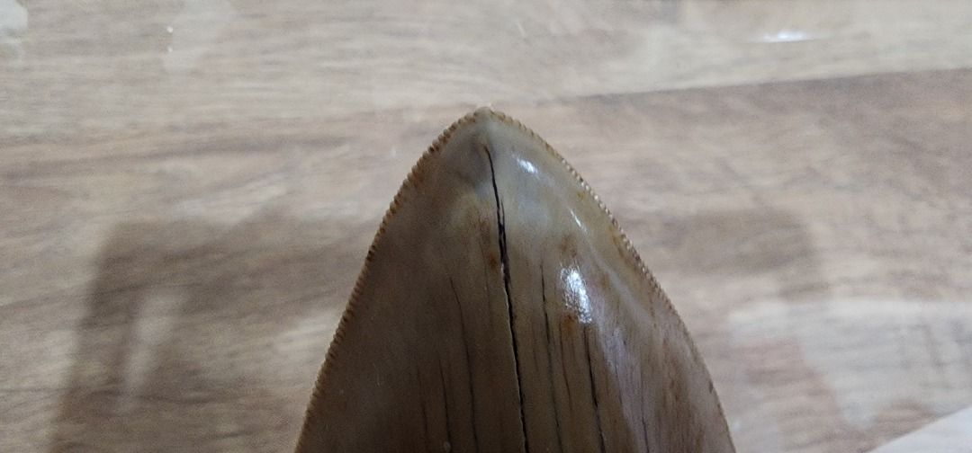 Advice needed on Meg tooth - Is It Real? How to Recognize Fossil ...