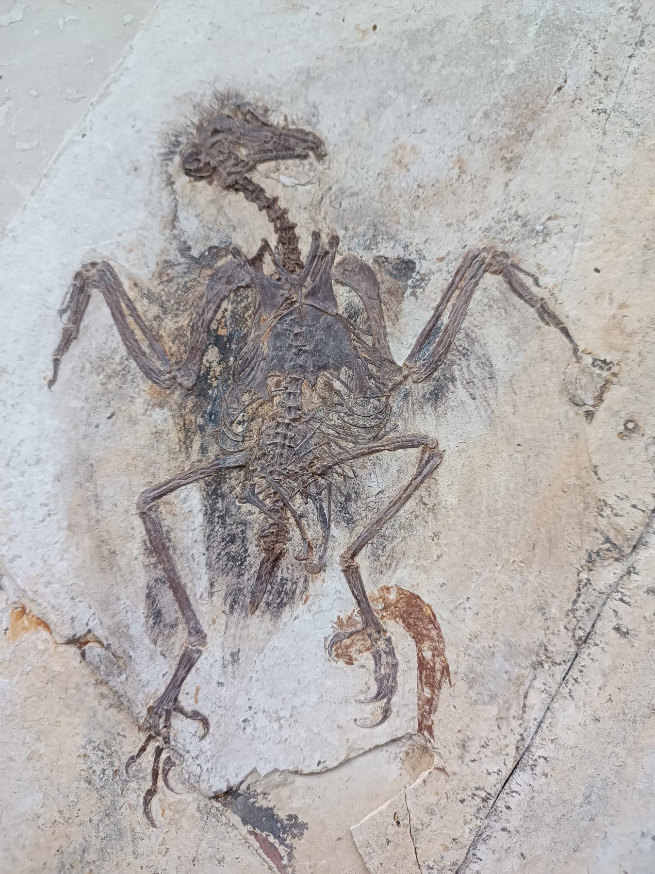 Bird Fossil - Is It Real? How to Recognize Fossil Fabrications - The ...