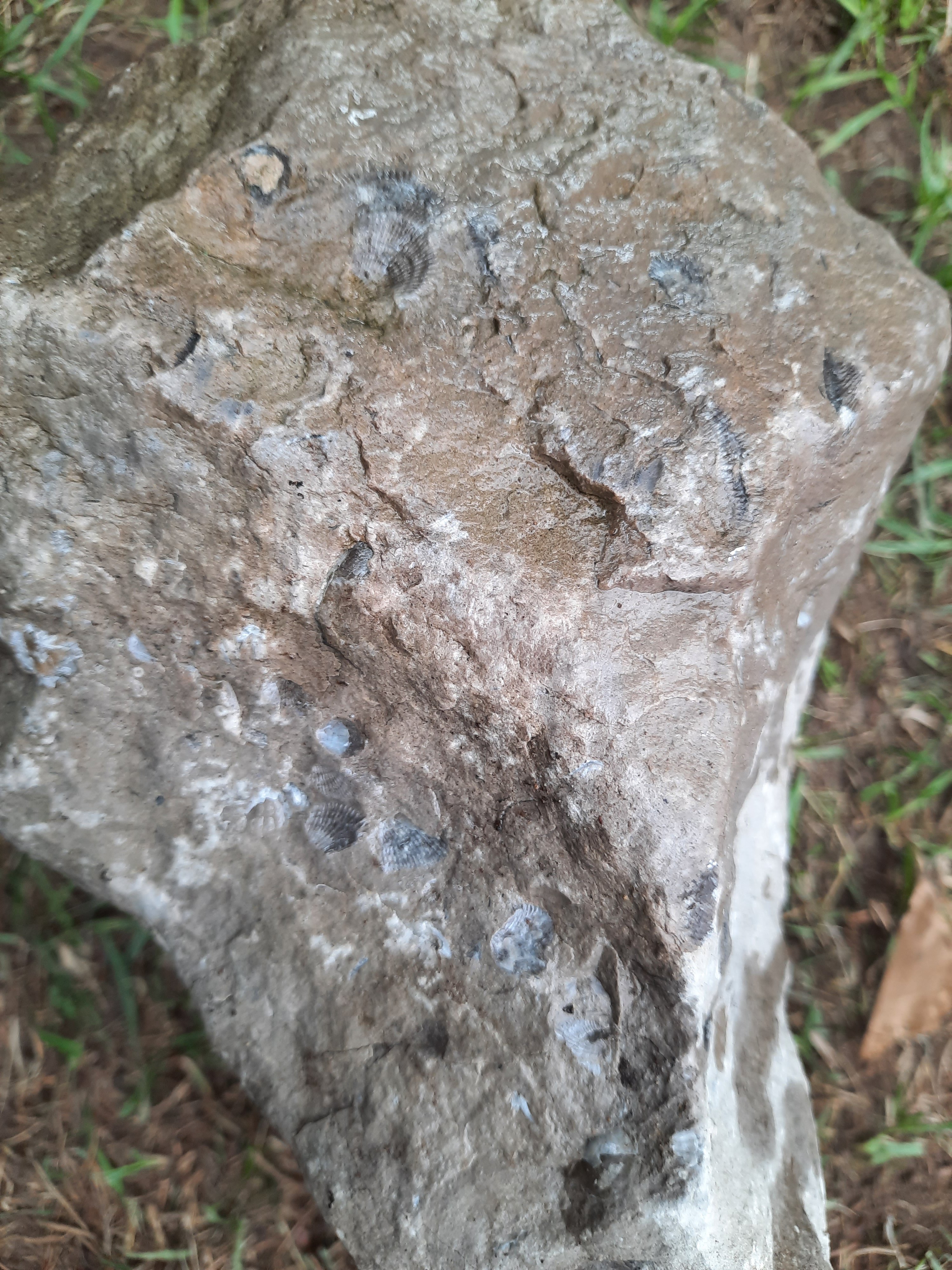 Multiple fossils - Fossil ID - The Fossil Forum