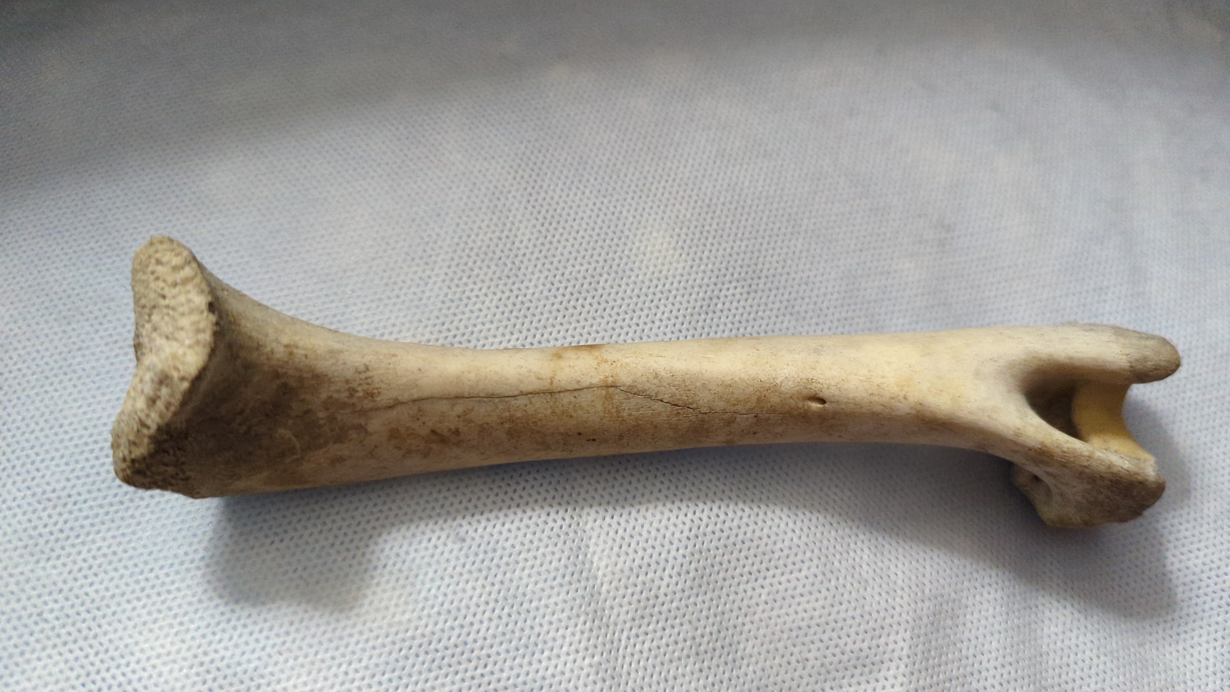 Bone from ? Animal? - Fossil ID - The Fossil Forum