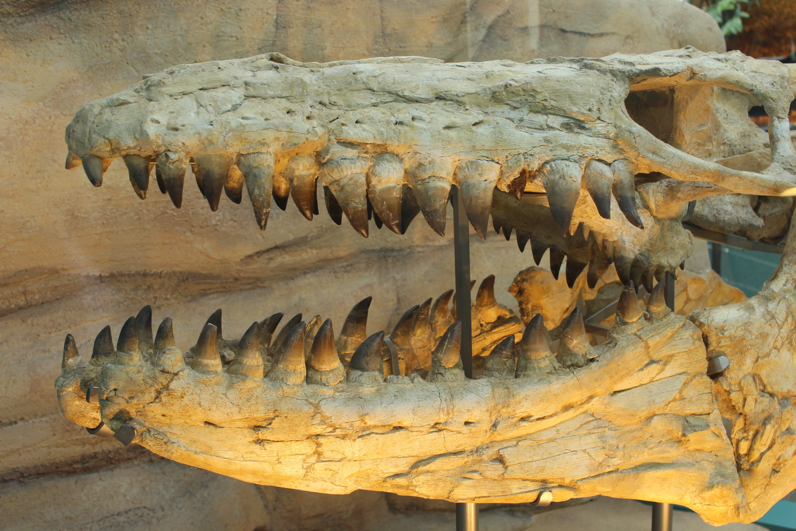 Mosasaur full size estimate from lower jaw - Questions & Answers - The ...