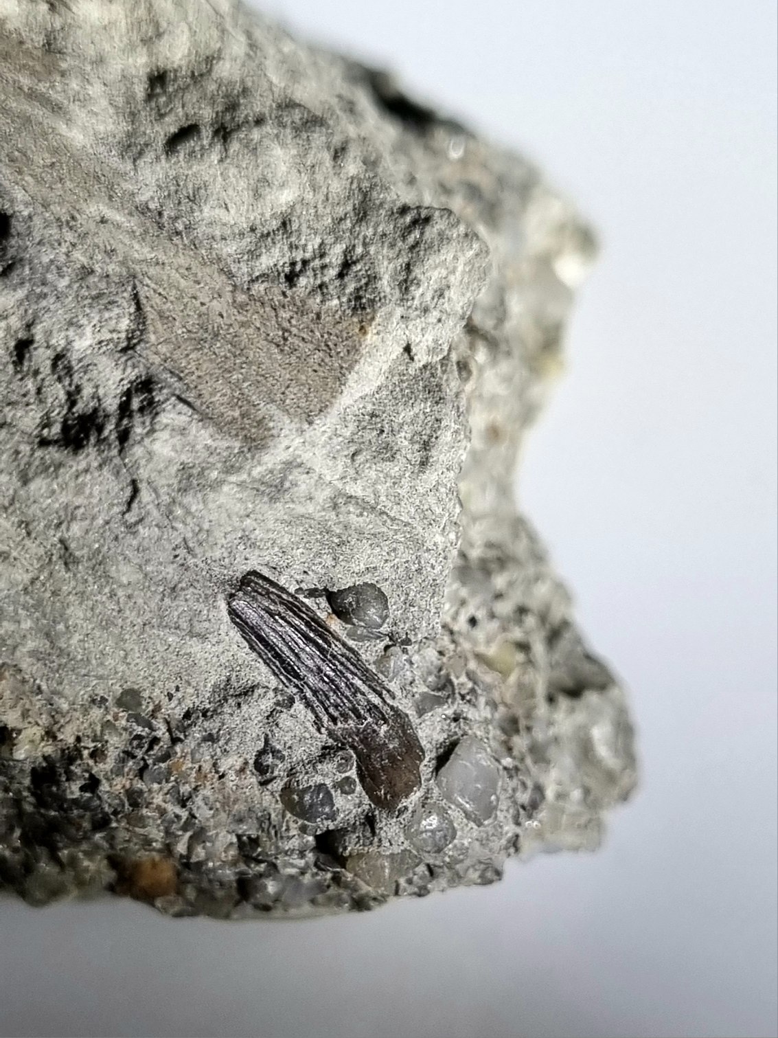 Partial Rhomaleosaurus tooth from UK? - Fossil ID - The Fossil Forum