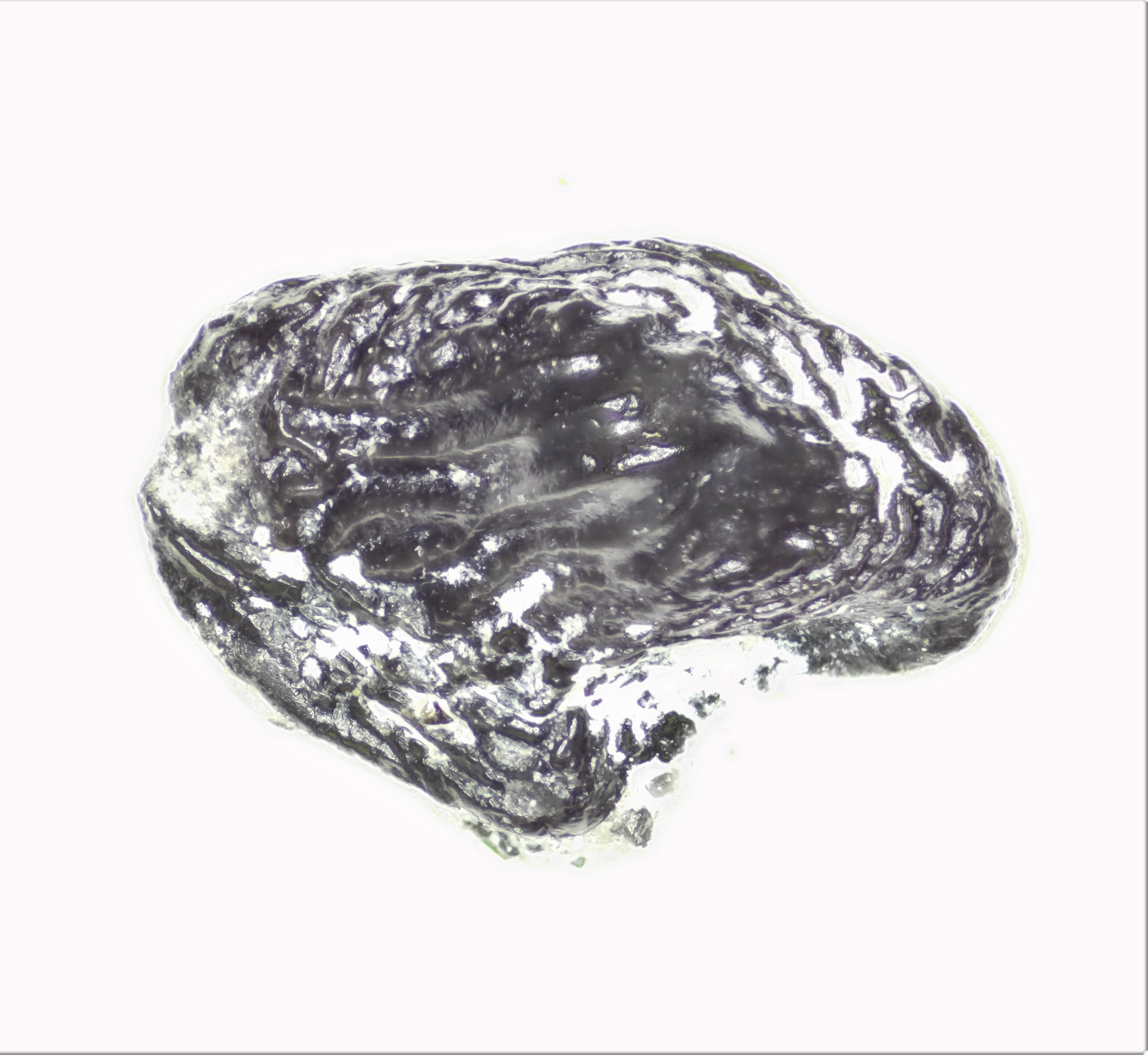 Ptychodus from Midlothian TX Atco Formation - Fossil ID - The Fossil Forum