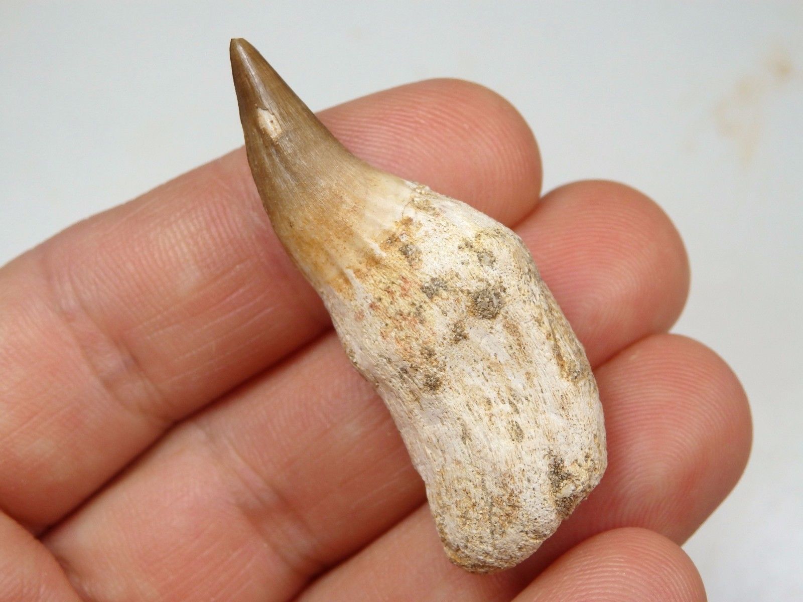 Halisaurus Specimen Preparation - Fossil Preparation - The Fossil Forum