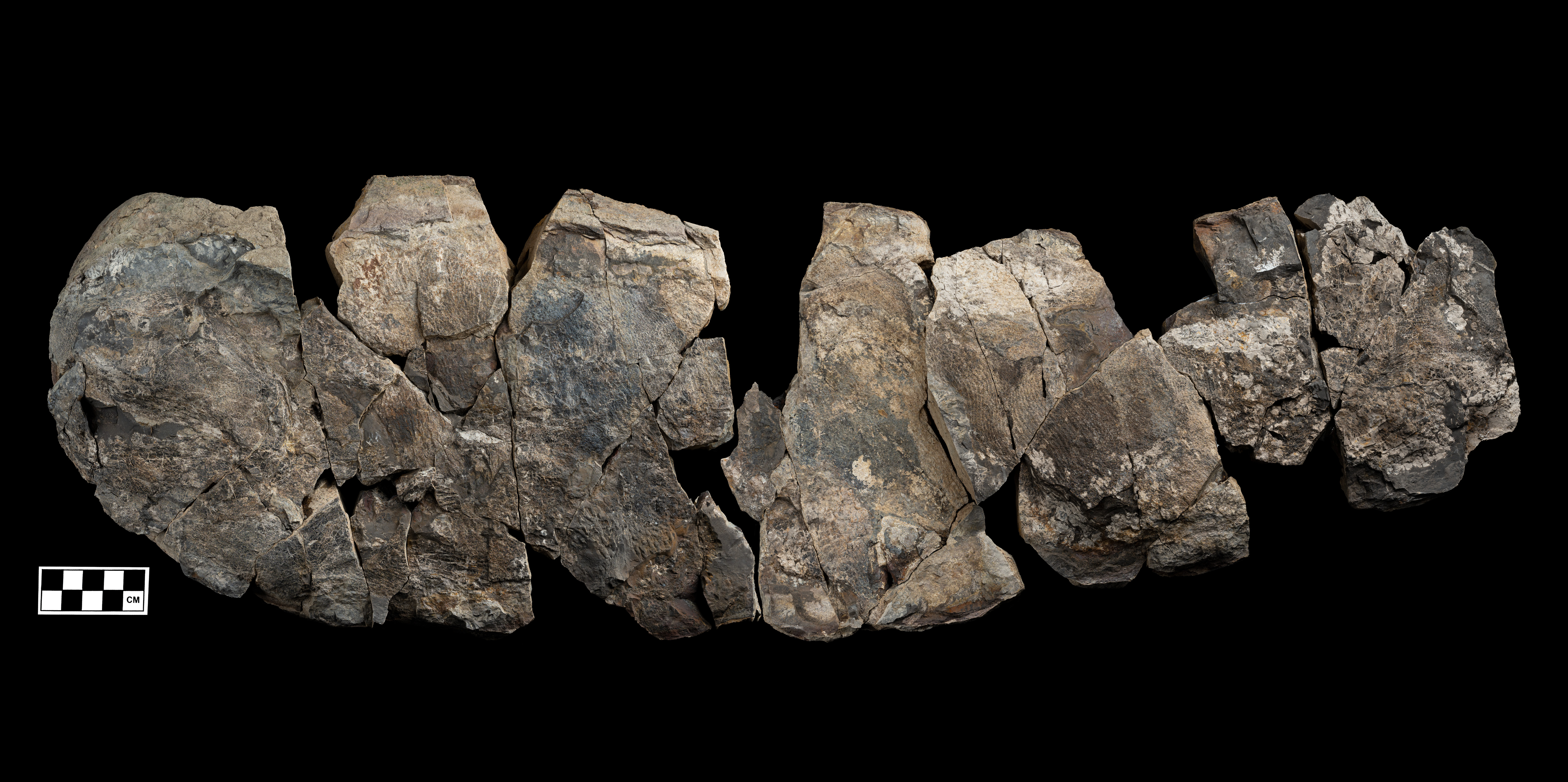 Large Triassic fish from Sydney - Fossil ID - The Fossil Forum