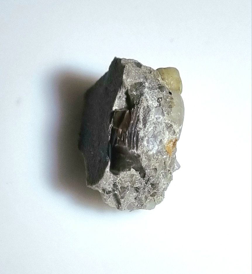 Partial Rhomaleosaurus tooth from UK? - Fossil ID - The Fossil Forum