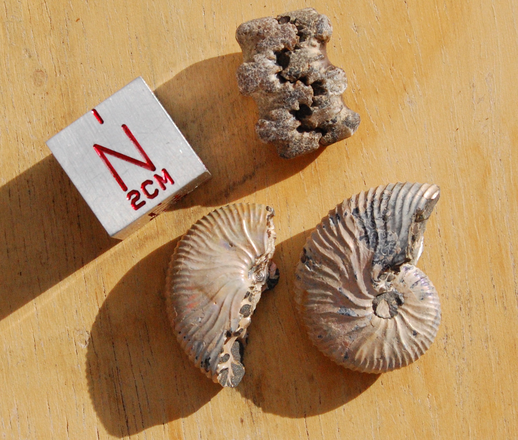Scaphites - name, location? (U.S. Northern Plains) - Fossil ID - The ...
